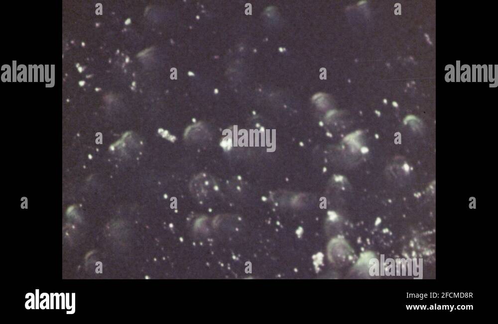 Microscopic objects Stock Videos & Footage - HD and 4K Video Clips - Alamy