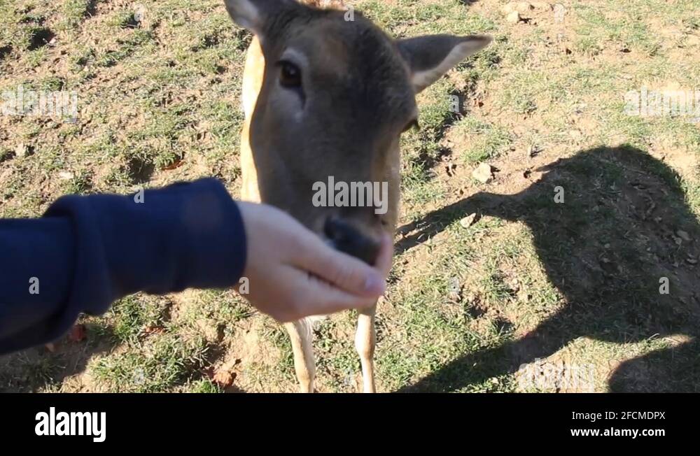 Feeding wild animals with hand. Deer is getting fed by a human ...