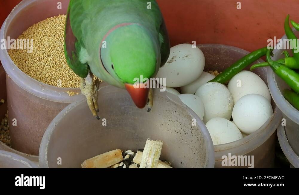 Ring necked parrot Stock Videos & Footage - HD and 4K Video Clips - Alamy