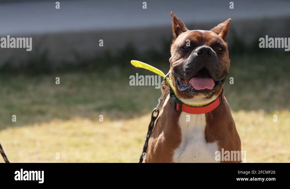 Brown boxer Stock Videos & Footage - HD and 4K Video Clips - Alamy