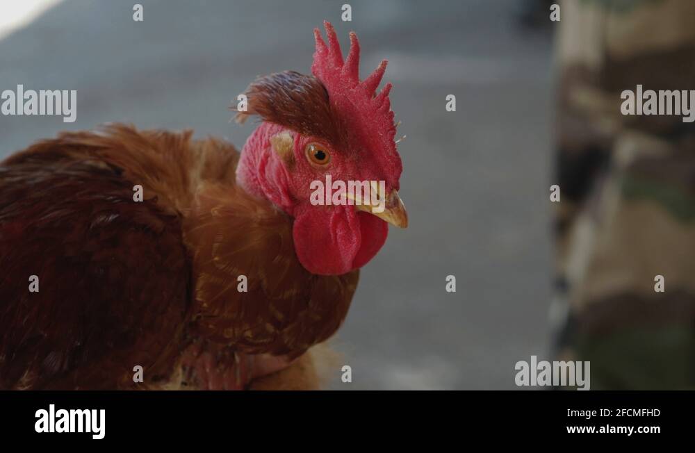 Farm chicken france Stock Videos & Footage - HD and 4K Video Clips - Alamy
