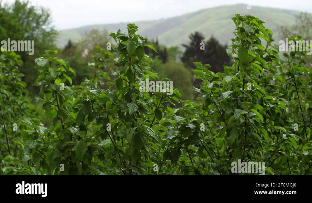 Scale leaf trees Stock Videos & Footage - HD and 4K Video Clips - Alamy