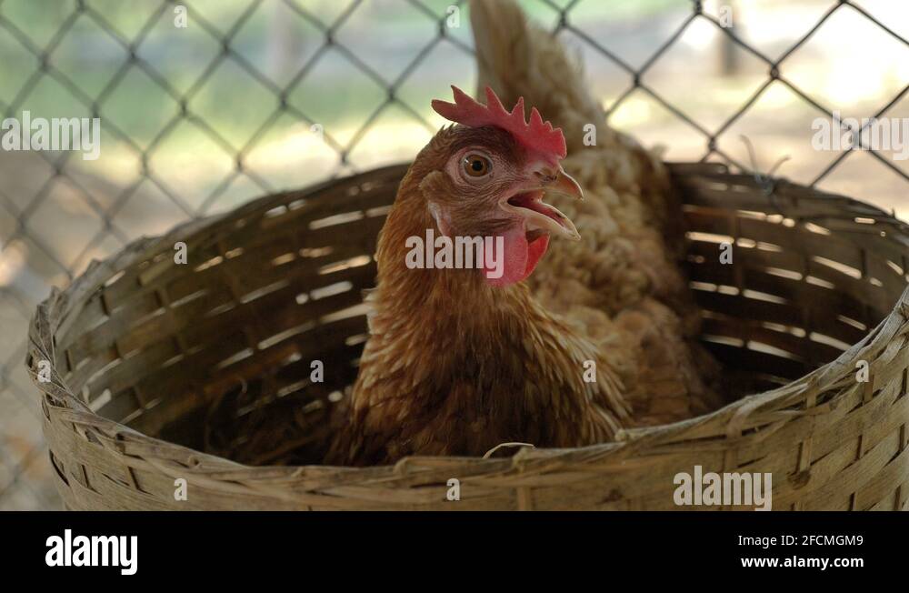 60 fps 4K, The hen is hatching the egg in the coop/hatching the egg ...