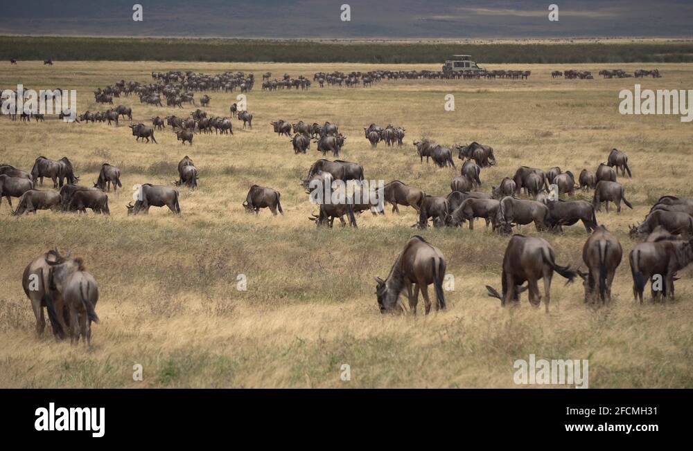 Migration animals Stock Videos & Footage - HD and 4K Video Clips - Alamy