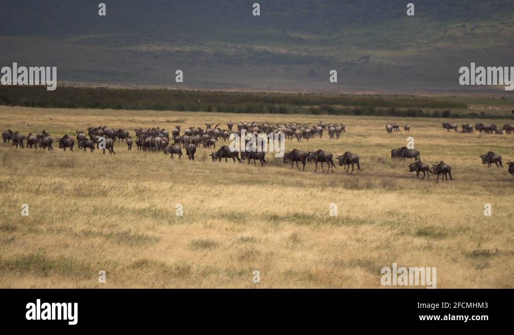 Gnu migration Stock Videos & Footage - HD and 4K Video Clips - Alamy