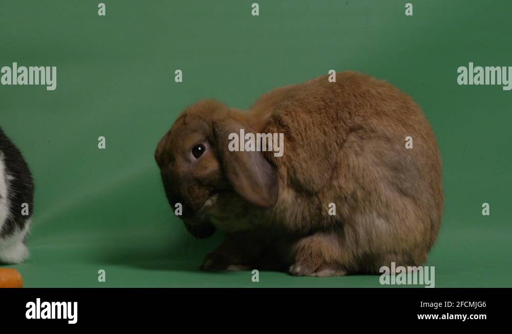 Greenscreen footage Stock Videos & Footage - HD and 4K Video Clips - Alamy