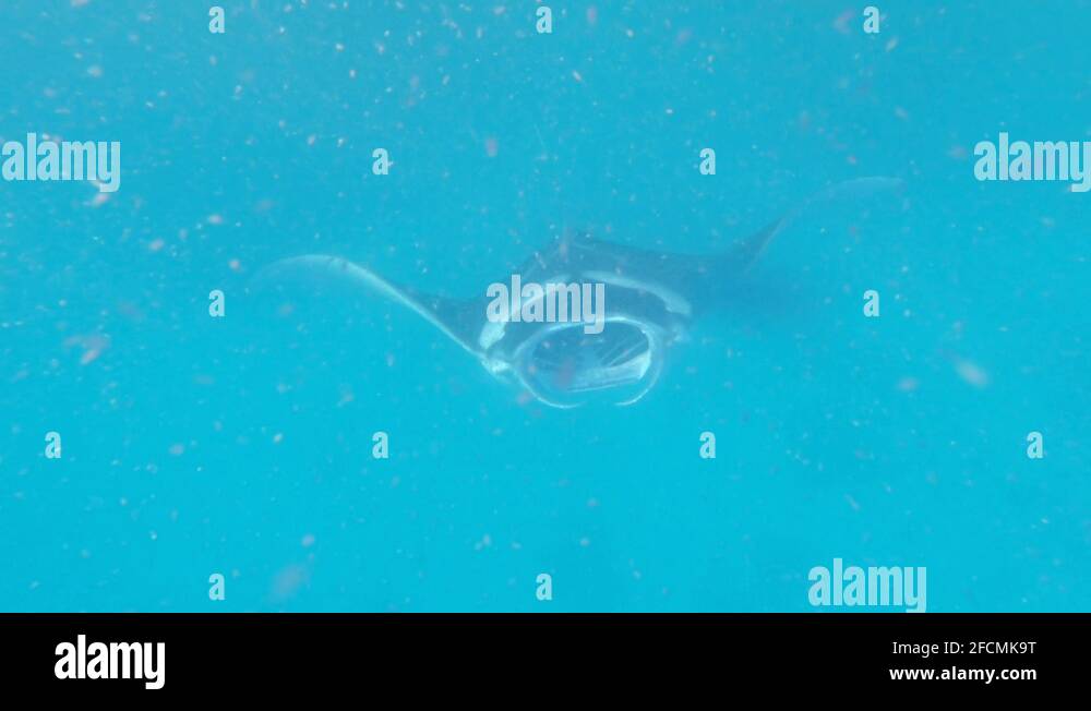 Manta Ray with wide-open mouth ascends and does backflip to catch food ...