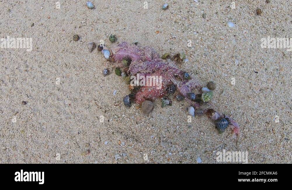 Dead squid on beach Stock Videos & Footage - HD and 4K Video Clips - Alamy