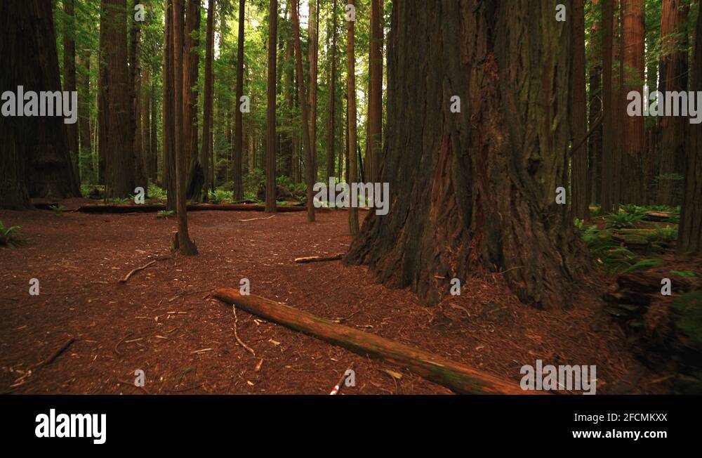 Motion walk through Giant Redwood Forest Stock Video Footage - Alamy