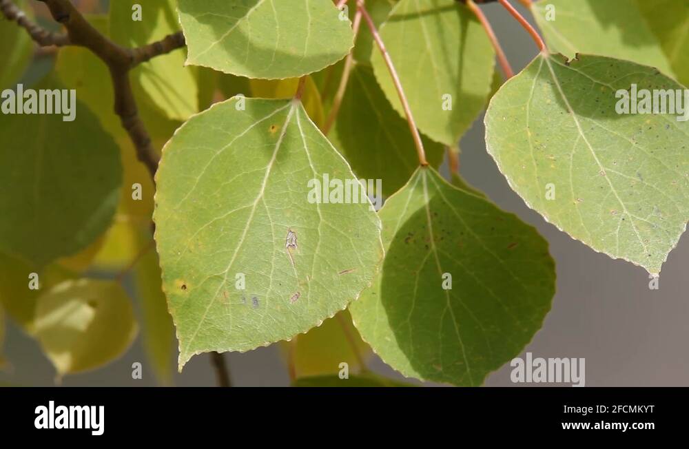 Quaking aspen populus tremuloides Stock Videos & Footage - HD and 4K ...