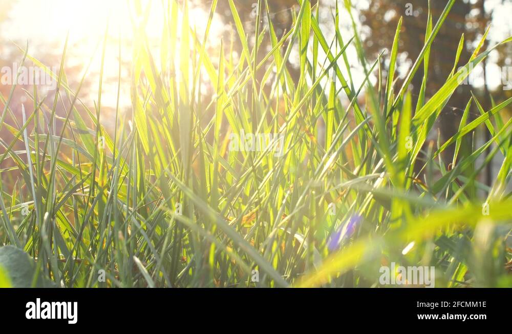 Green grass light sun flares Stock Videos & Footage - HD and 4K Video ...