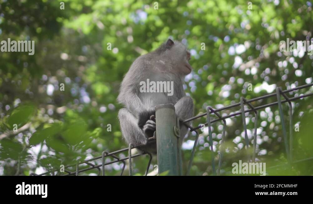 Monkey on structure Stock Videos & Footage - HD and 4K Video Clips - Alamy
