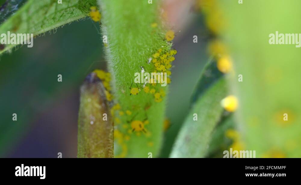 Orange aphids Stock Videos & Footage - HD and 4K Video Clips - Alamy