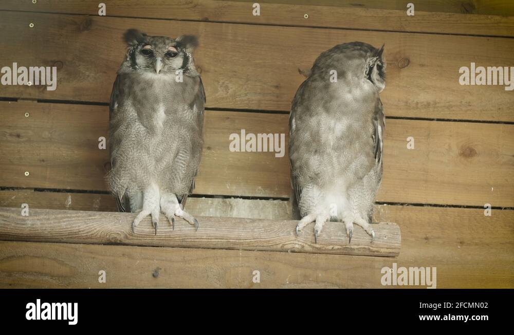 Owl lovers Stock Videos & Footage - HD and 4K Video Clips - Alamy