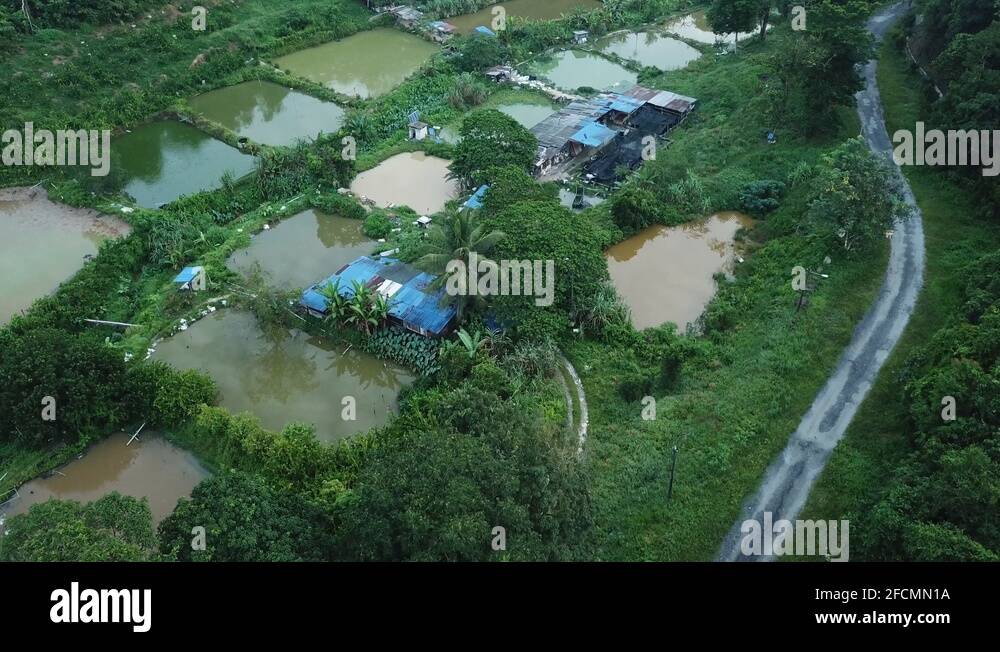 aquaculture of shrimp and fish pond in malaysia, drone view Stock Video ...