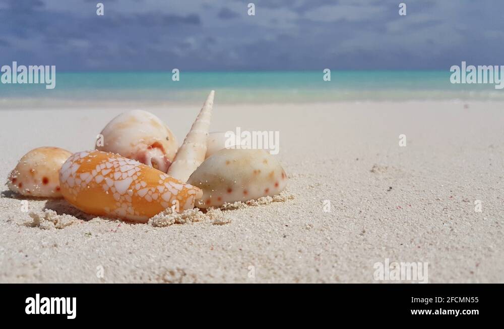 Rare shells Stock Videos & Footage - HD and 4K Video Clips - Alamy