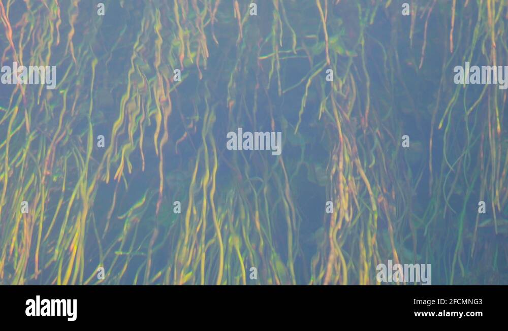 Underwater landscape with reeds Stock Videos & Footage - HD and 4K ...