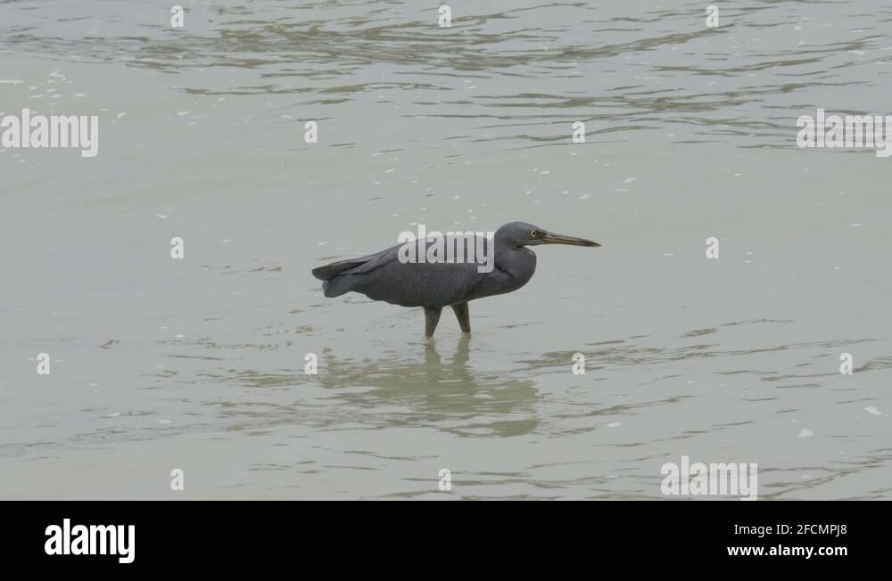 Crouching bird Stock Videos & Footage - HD and 4K Video Clips - Alamy
