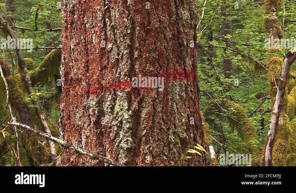 Marked tree Stock Videos & Footage - HD and 4K Video Clips - Alamy