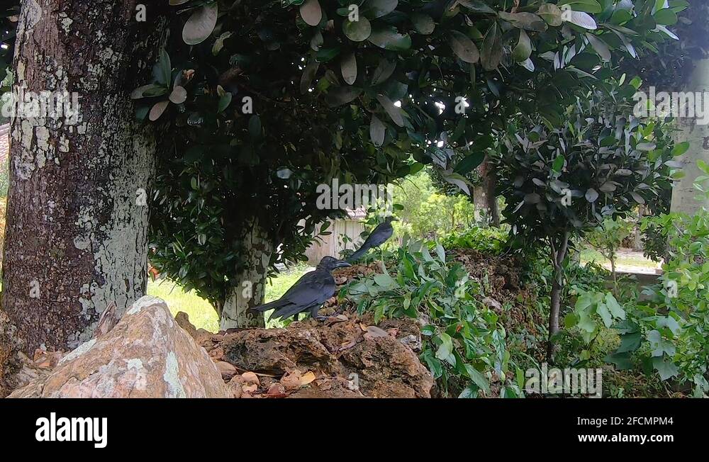 Birds wild animals outdoor leaves wild animals Stock Videos & Footage ...