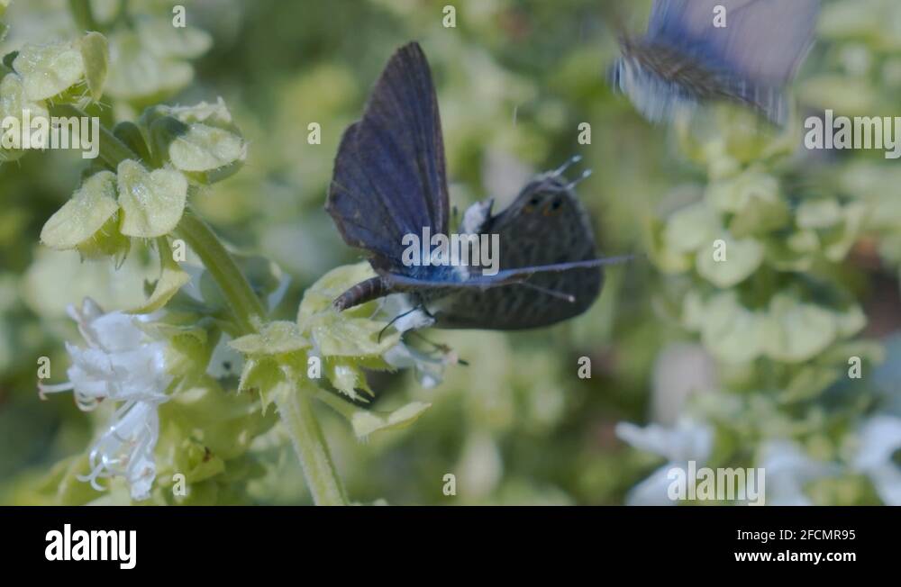 Butterflywing Stock Videos & Footage - HD and 4K Video Clips - Alamy