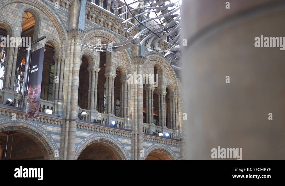 Natural history museum main hall Stock Videos & Footage - HD and 4K ...