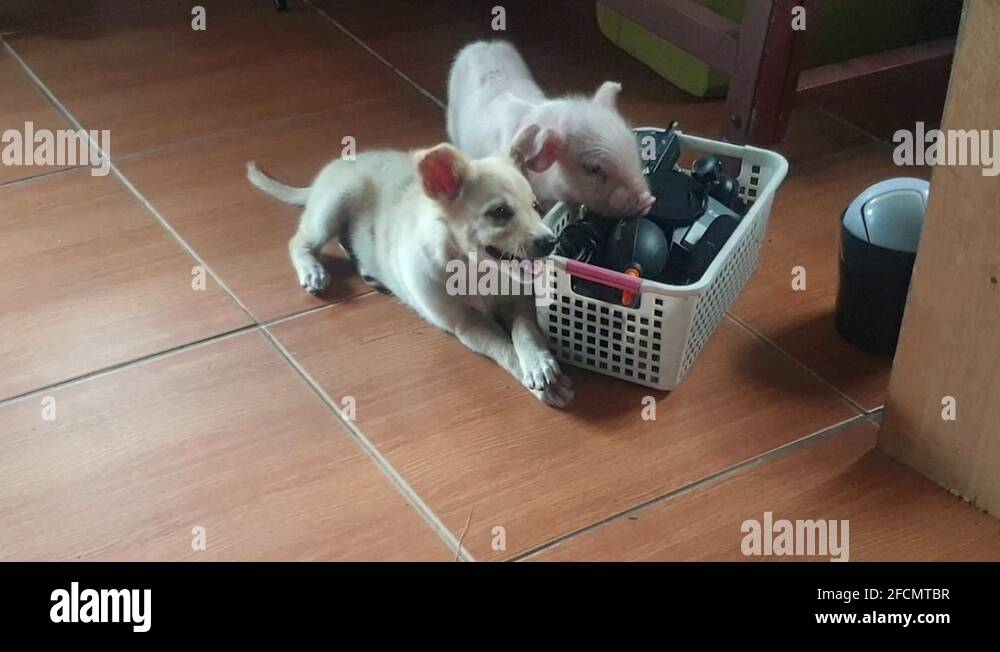 Biting cables Stock Videos & Footage - HD and 4K Video Clips - Alamy