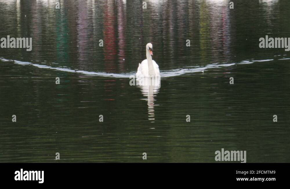 Wake water swan Stock Videos & Footage - HD and 4K Video Clips - Alamy