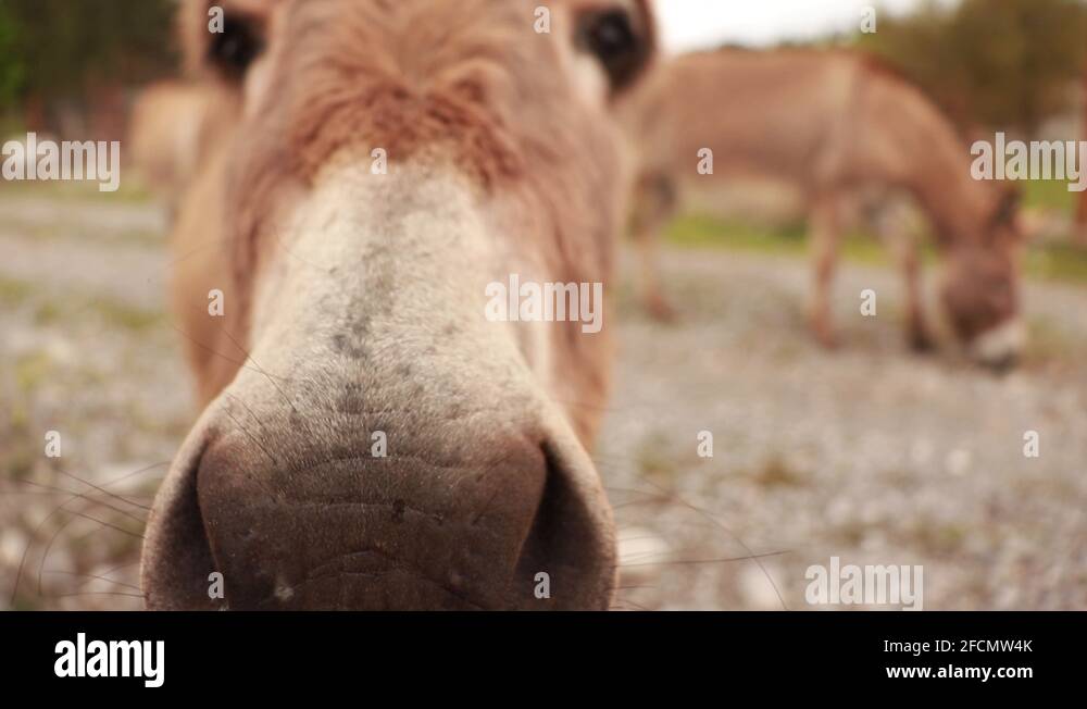 Donkey nose Stock Videos & Footage - HD and 4K Video Clips - Alamy