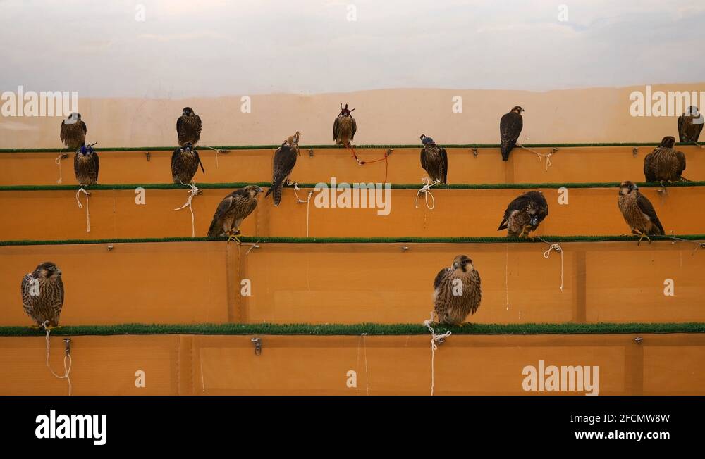 Tethered birds Stock Videos & Footage - HD and 4K Video Clips - Alamy