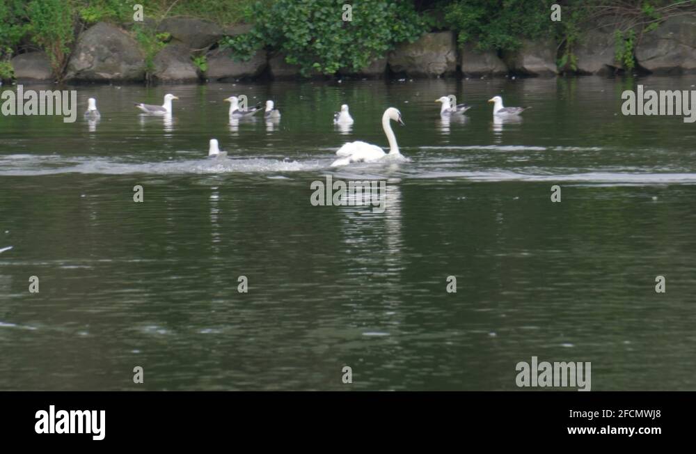 Displaying swan Stock Videos & Footage - HD and 4K Video Clips - Alamy