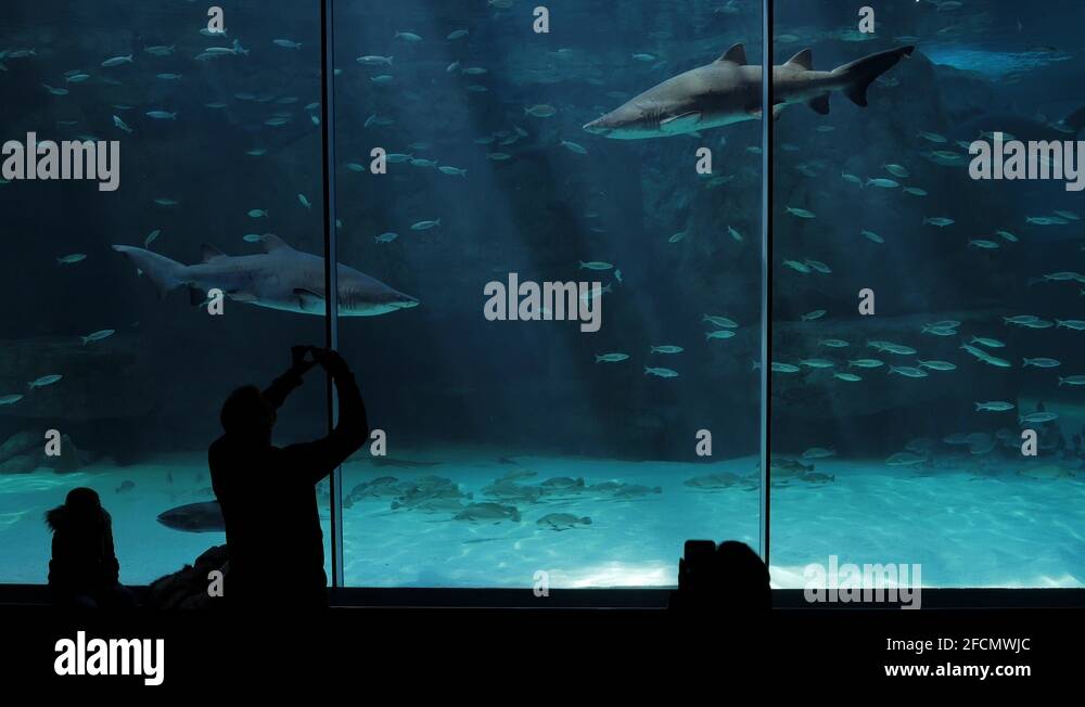 People taking pictures of big sharks swimming past in tank Stock Video ...
