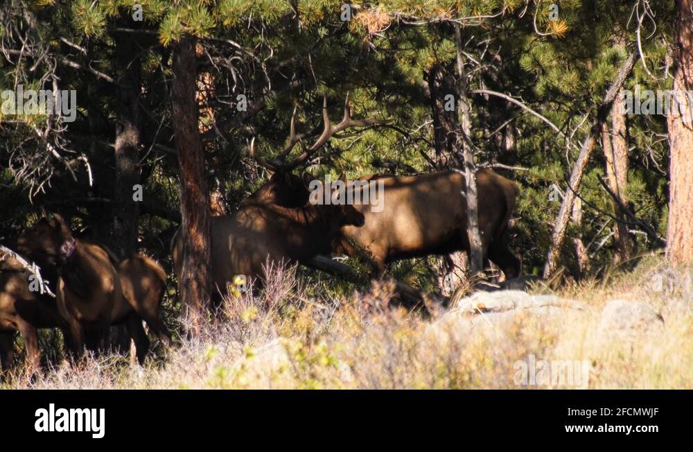 Elk in pine trees Stock Videos & Footage - HD and 4K Video Clips - Alamy