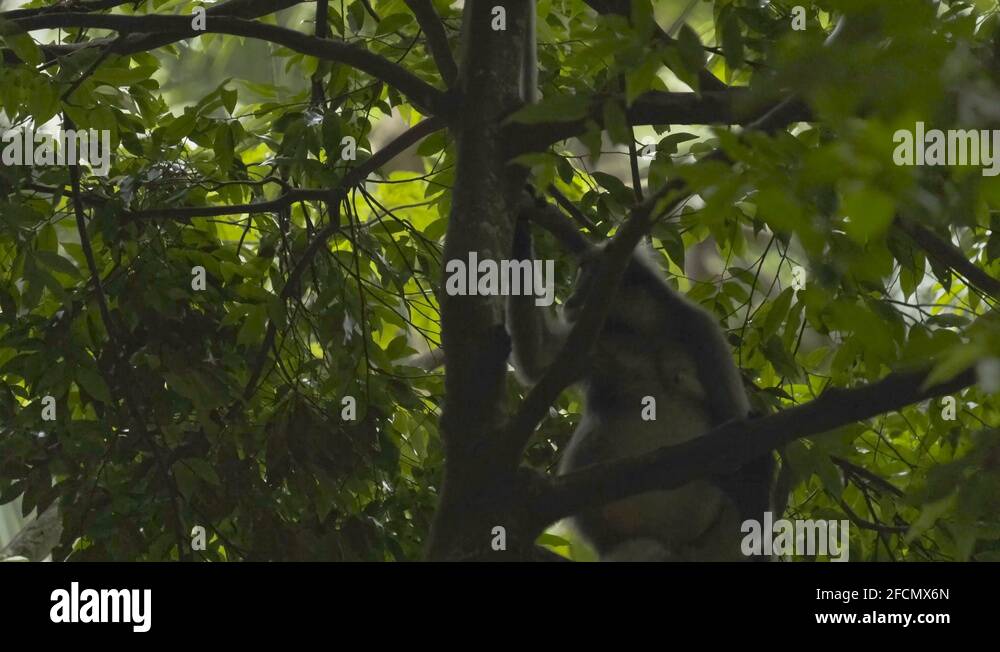 A curious monkey looks around as he hears the sounds of the jungle ...