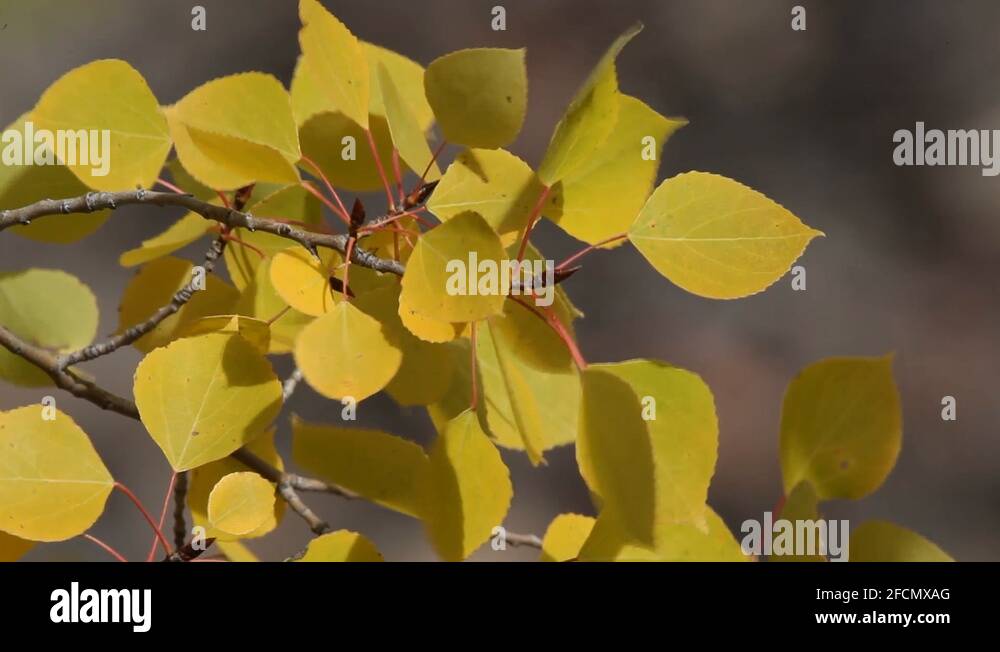 Dancing aspen Stock Videos & Footage - HD and 4K Video Clips - Alamy