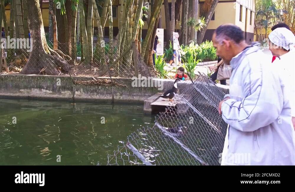 Watching animal Stock Videos & Footage - HD and 4K Video Clips - Alamy