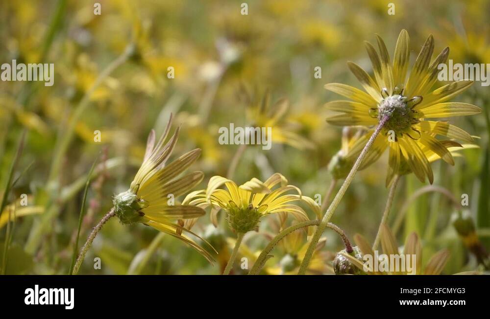 Wind blown wild flowers Stock Videos & Footage - HD and 4K Video Clips ...
