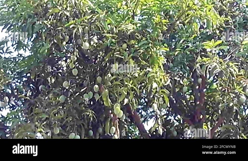 Small mango tree Stock Videos & Footage - HD and 4K Video Clips - Alamy