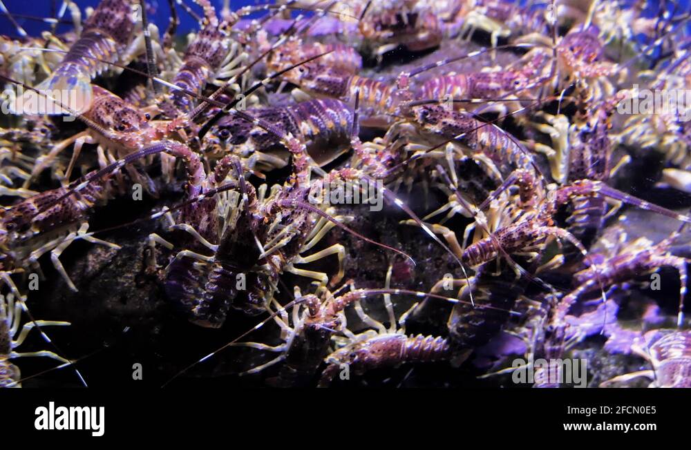 Crayfish carapace Stock Videos & Footage - HD and 4K Video Clips - Alamy