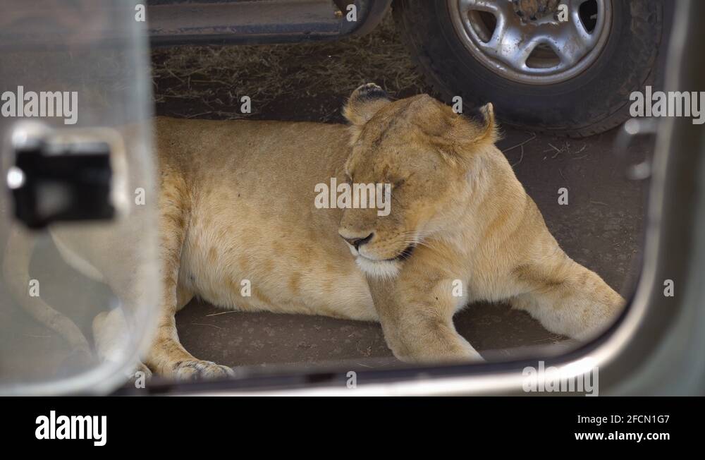 Dusty lion Stock Videos & Footage - HD and 4K Video Clips - Alamy