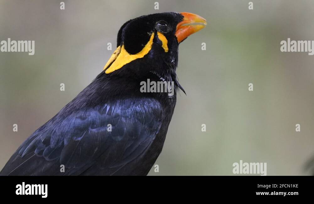 Gracula religiosa Stock Videos & Footage - HD and 4K Video Clips - Alamy