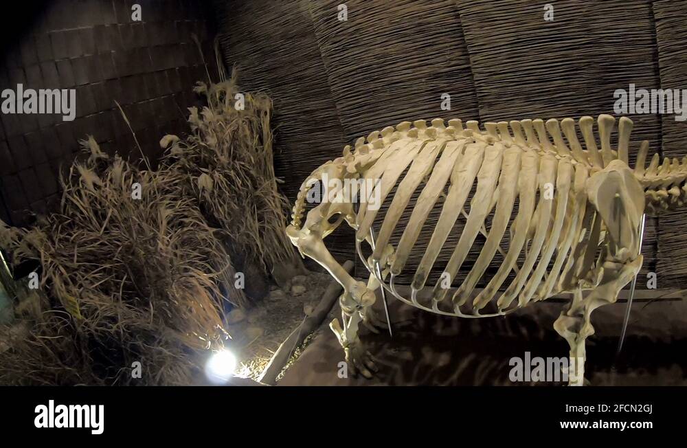 Hippopotamus skeleton Stock Videos & Footage - HD and 4K Video Clips ...