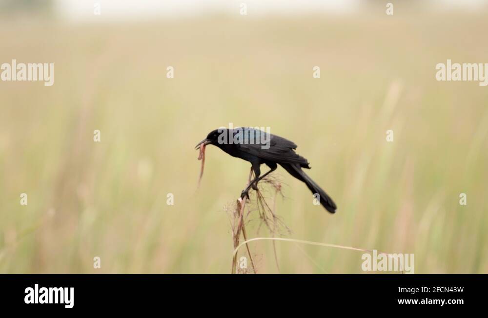 Grackle silhouette Stock Videos & Footage - HD and 4K Video Clips - Alamy