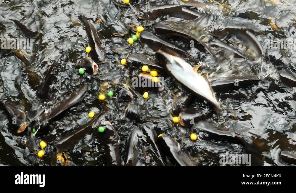 Corn colored Stock Videos & Footage - HD and 4K Video Clips - Alamy