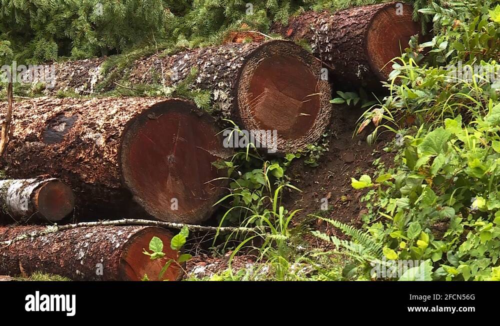 CUT LOGS LAYING IN THE FOREST FOR LOGGING Stock Video Footage - Alamy