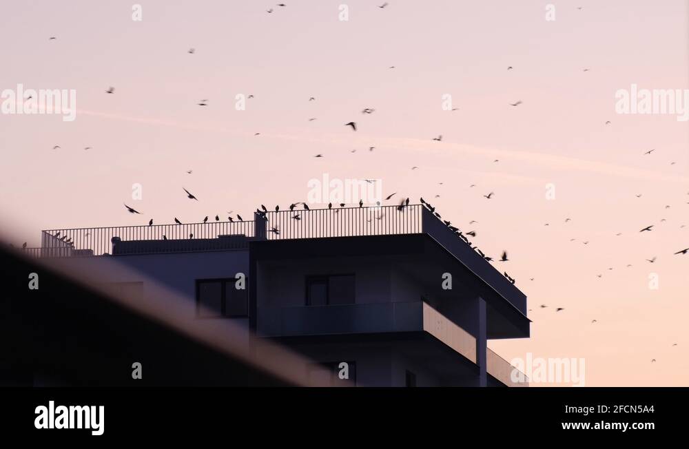Silhouettes of crows taking off from an apartment building terrace at ...