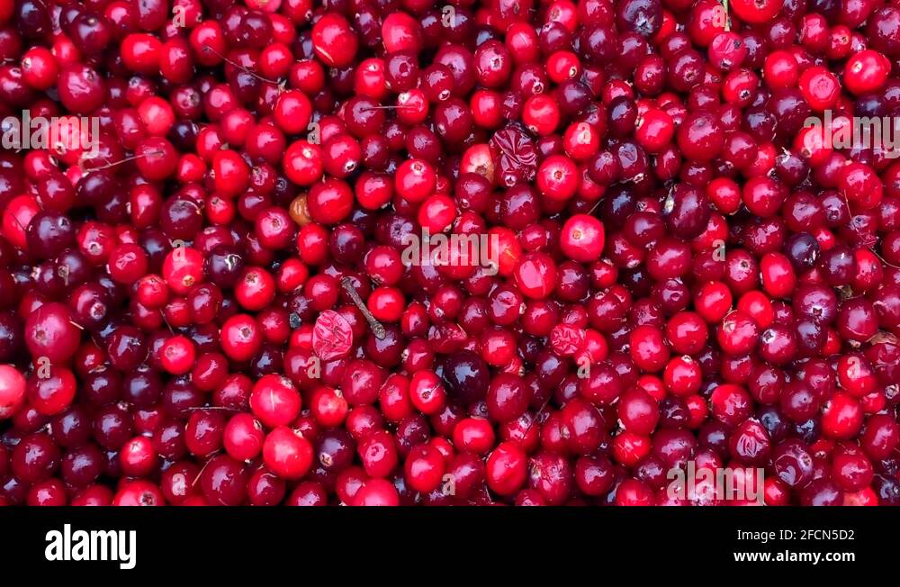 Swamp berry Stock Videos & Footage - HD and 4K Video Clips - Alamy