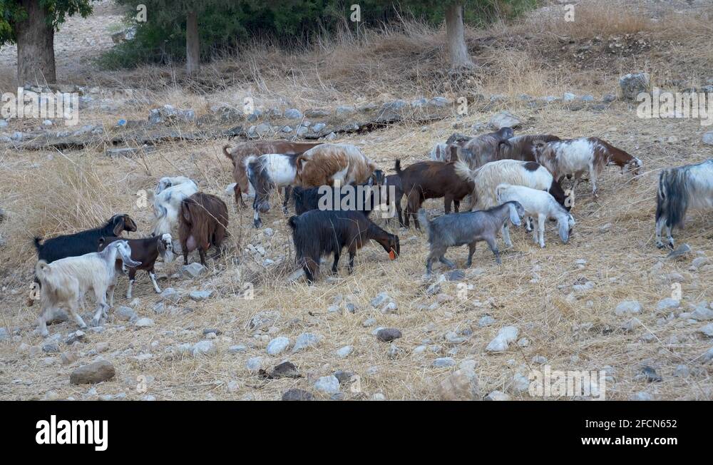 Foraging goats Stock Videos & Footage - HD and 4K Video Clips - Alamy