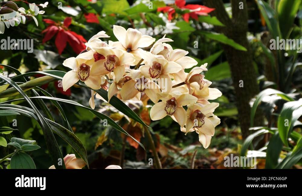 Dendrobium orchid flower plant Stock Videos & Footage - HD and 4K Video ...
