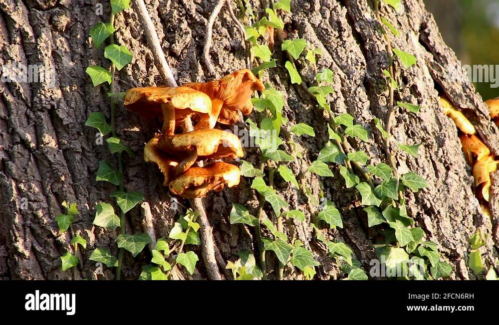 Coloured fungi Stock Videos & Footage - HD and 4K Video Clips - Alamy